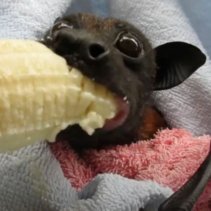 Bat eating banana