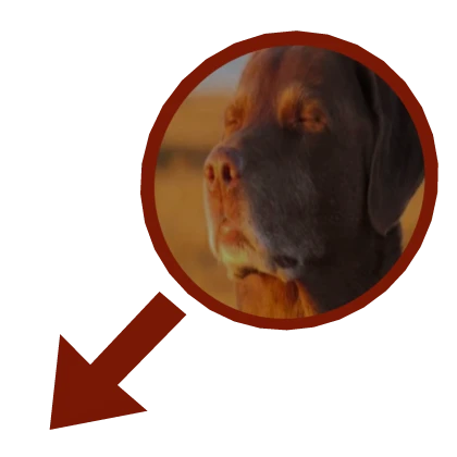 Cooked Dog Closing Eyes Meme Red Arrow and Circle | Roblox Item - Rolimon's