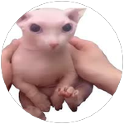 Every Bingus in the universe - Roblox