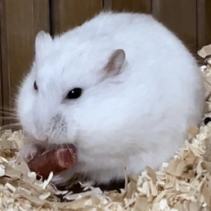 oXimer | Roblox Group - Rolimon's