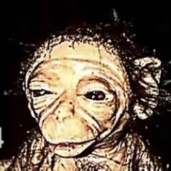 baby monkey