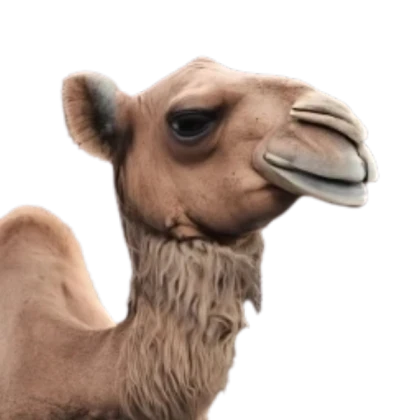 camel