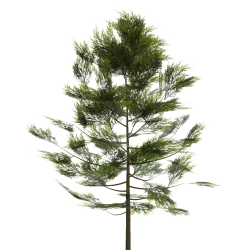 Realistic Tree (Mesh)