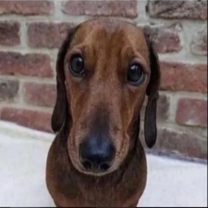 this person in particular is quite foolish