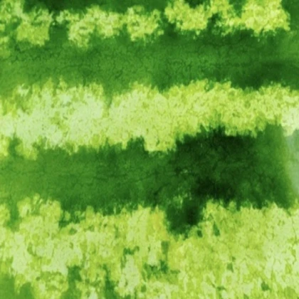 Melon Texture