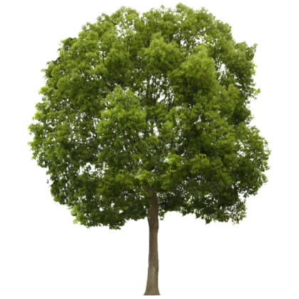 transparent oak tree