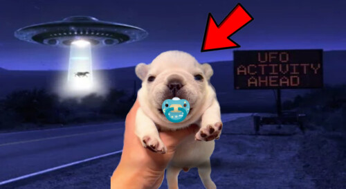 Sobrevive a PIBBLE | El sitio web oficial de Roblox