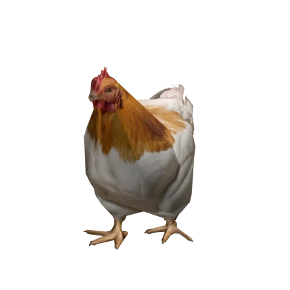 Chicken | Roblox Item - Rolimon's