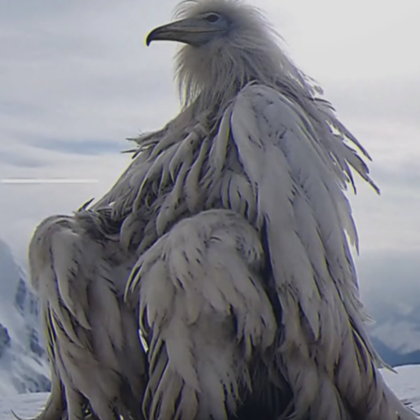 Erosion Bird PFP | Roblox Item - Rolimon's