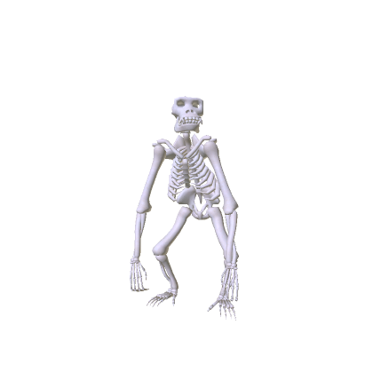 Ape skeleton