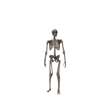 adidas Halloween Skeleton