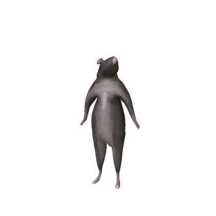 Dancing Rat