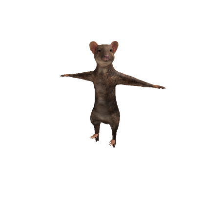 Realistic Rat