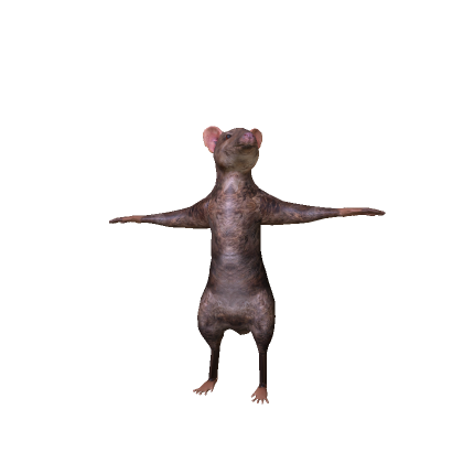 Realistic Rat