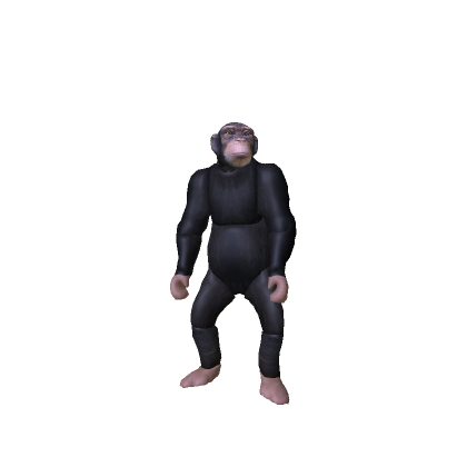 Chimpanzee