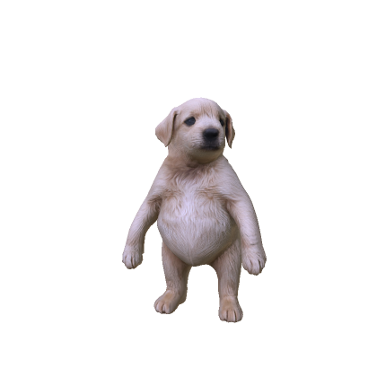 Chubby Jotchua Dog