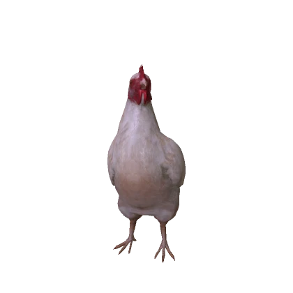 Pollo Avatar Realista