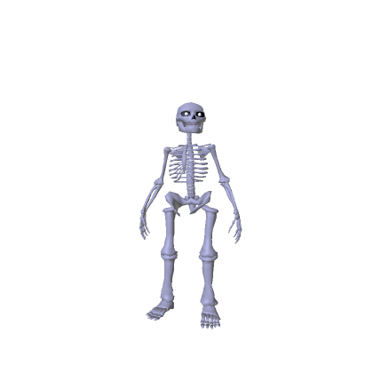 Skeleton