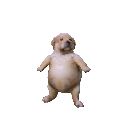 Mini Perro Jotchua