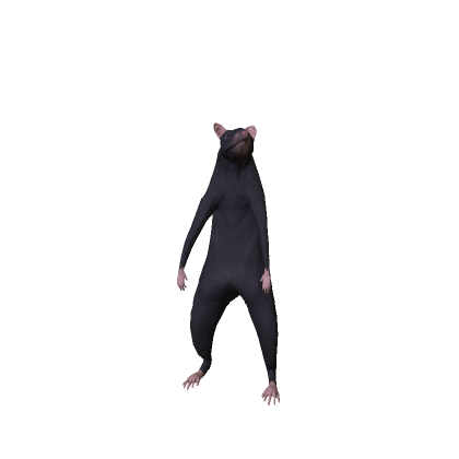 Dancing Rat