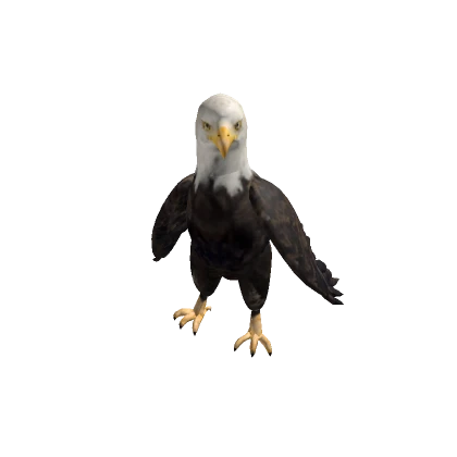 Bald Eagle Avatar 礪 - Roblox