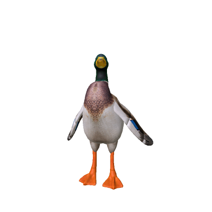 Realistic Duck