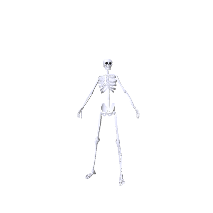 Recolorable Skeleton