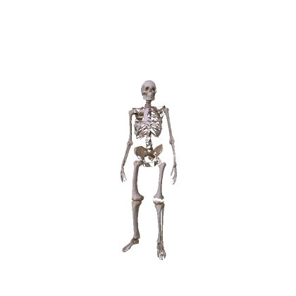Skeleton Bundle