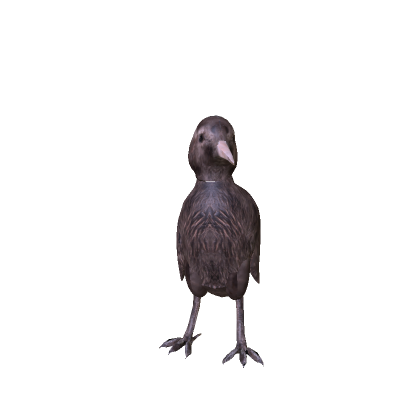 Kiwi Avatar
