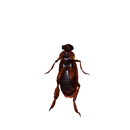 Realistic Roach