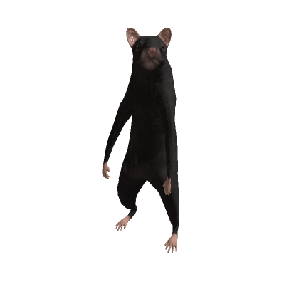 Dancing Rat