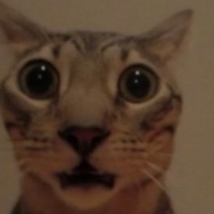 Shocked Cat Kitten Meme PFP Profile Picture | Roblox Item - Rolimon's