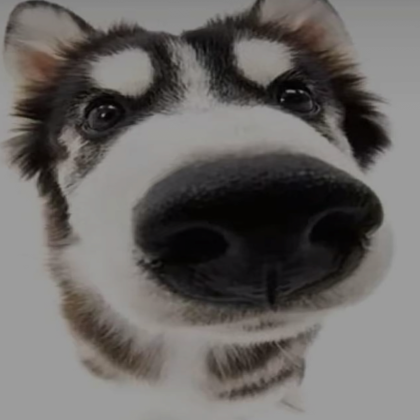 Cute Dog Pfp | Roblox Item - Rolimon's