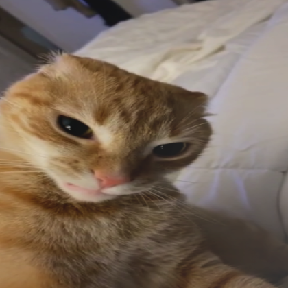 Angry Cat Kitten Meme pfp Profile Picture Funny | Roblox Item - Rolimon's