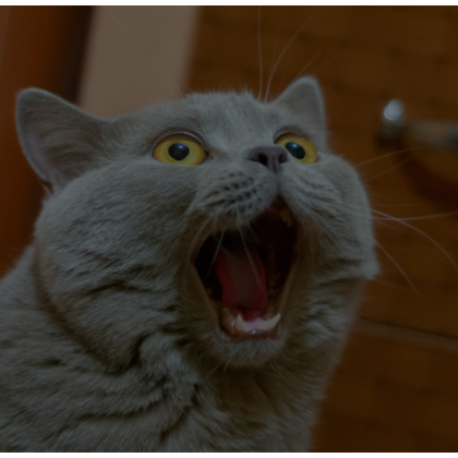 scared cat (profile picture) | Roblox Item - Rolimon's