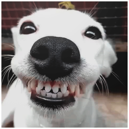 FUNNY DOG PFP | Roblox Item - Rolimon's