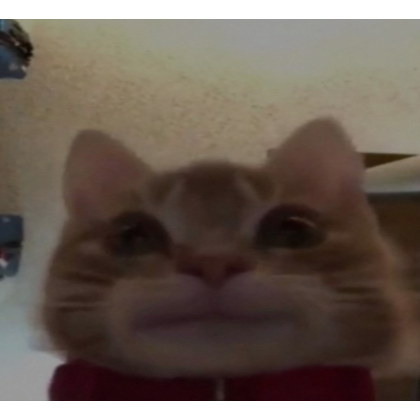 scared cat pfp | Roblox Item - Rolimon's