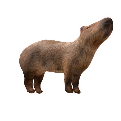 Giant Capybara | Roblox Item - Rolimon's