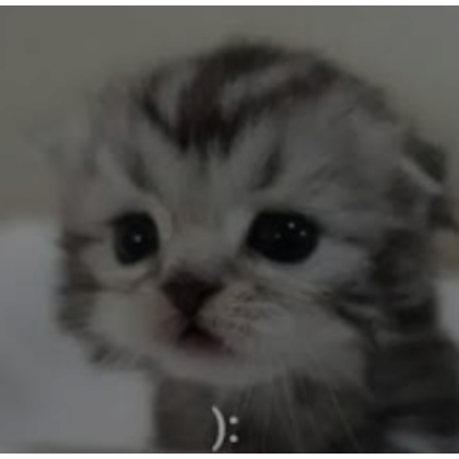 sad cat (profile picture) | Roblox Item - Rolimon's