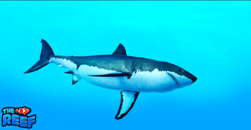 THE REEF - Squalo, Pesce, Delfino RP - Roblox