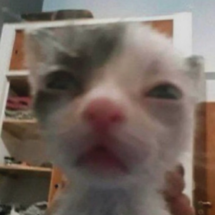 i regret life cat pfp | Roblox Item - Rolimon's