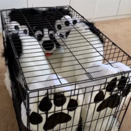 Furry in cage.