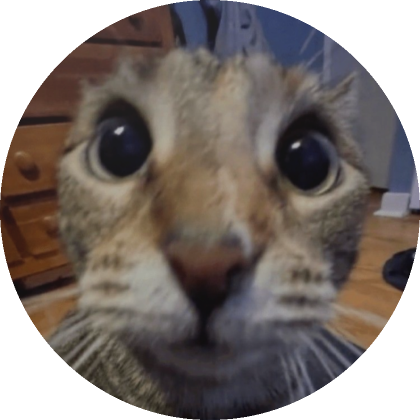 Staring Cat PFP | Roblox Item - Rolimon's