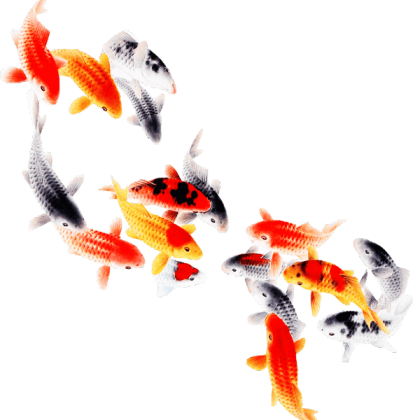 Koi Fish from Top down View PNG