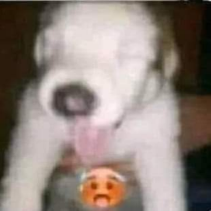 Perro fachero facherito