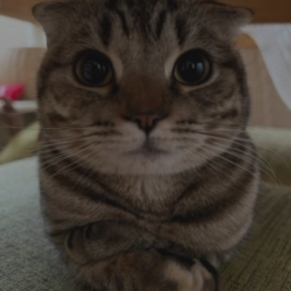 chill cat (profile picture) | Roblox Item - Rolimon's