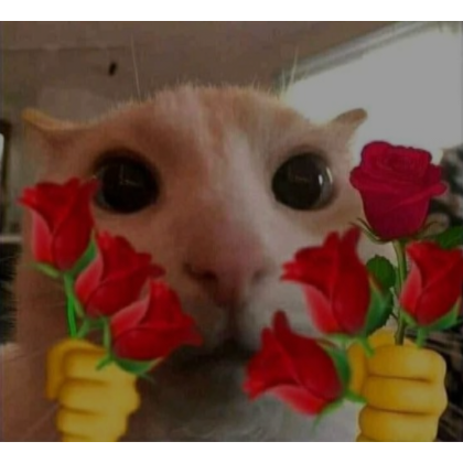 cat (profile picture) | Roblox Item - Rolimon's