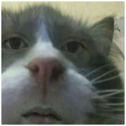 confused cat pfp | Roblox Item - Rolimon's