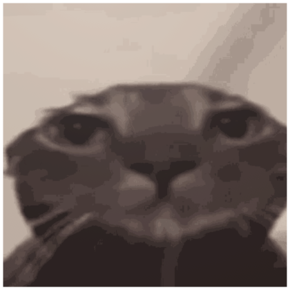 sad funny cat pfp | Roblox Item - Rolimon's