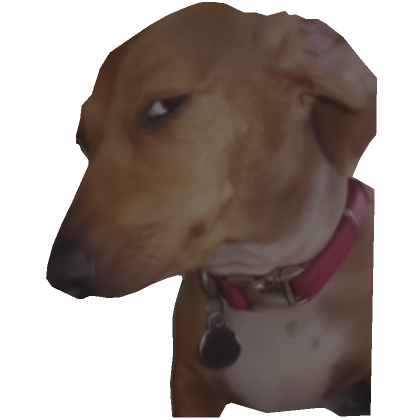 Side Eye Dog : Back | Roblox Item - Rolimon's